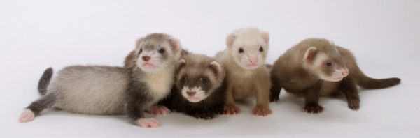 Dihorul ca animal de companie - Petshop Online Zoomania